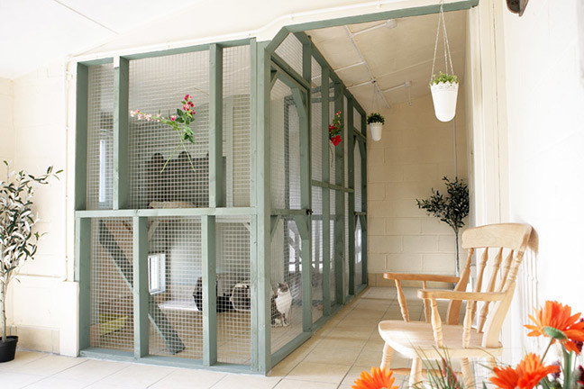 Cattery Near Me, Sheffield, Chesterfield - Aristocat Luxury Cat Hotel